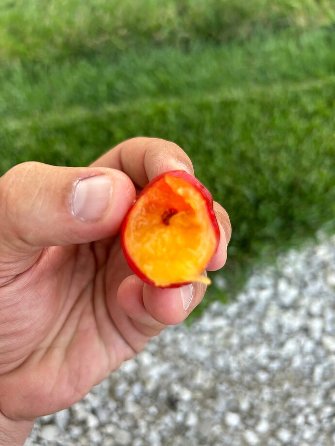 Anyone Growing "american" Plums? - General Fruit Growing - Growing Fruit