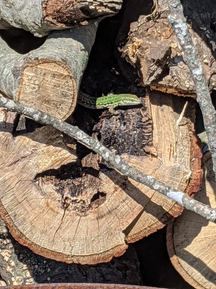 Lizards in New York - Pictures! - Growing Fruit
