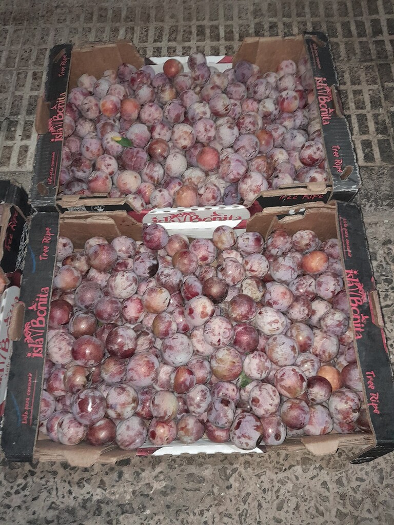 Dapple Dandy in Spain - General Fruit Growing - Growing Fruit