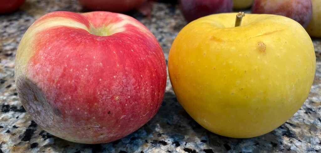 Summer apples 2022 - General Fruit Growing - Growing Fruit