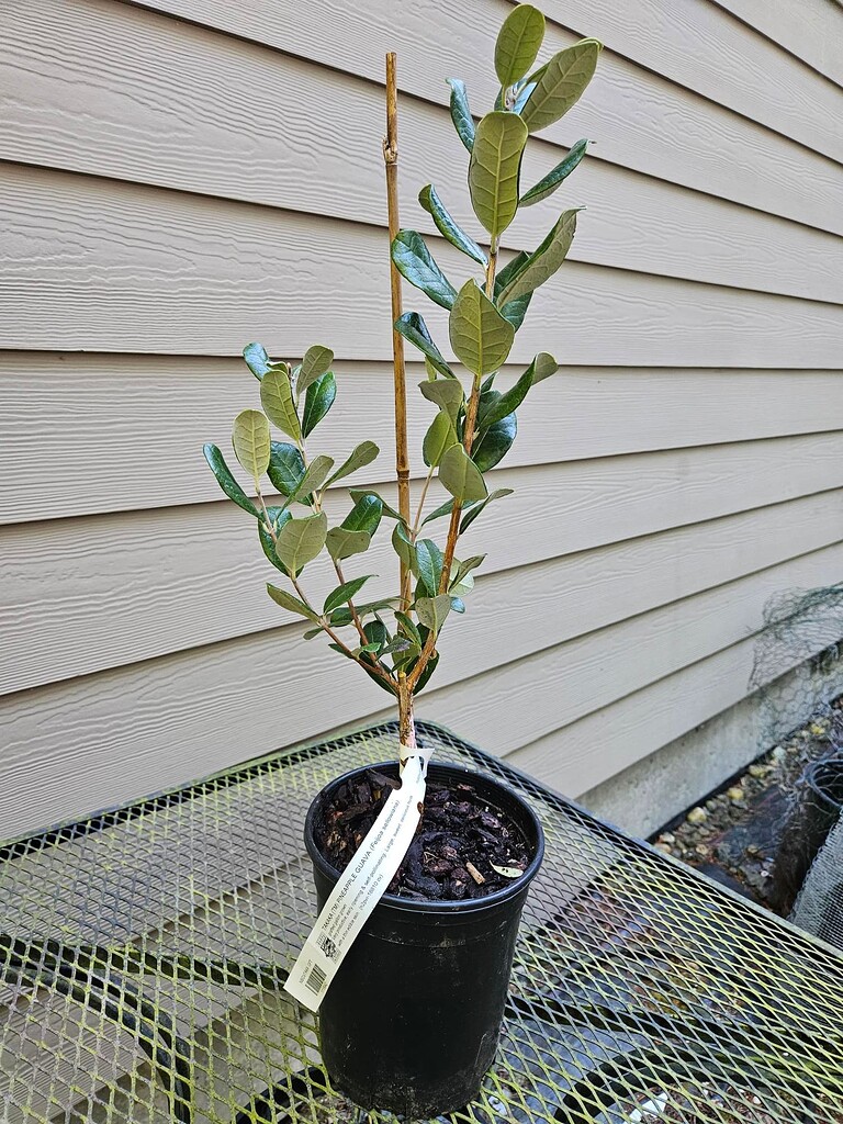 Advice on new Takaka pineapple guave and Gold Rush Apple graft ...