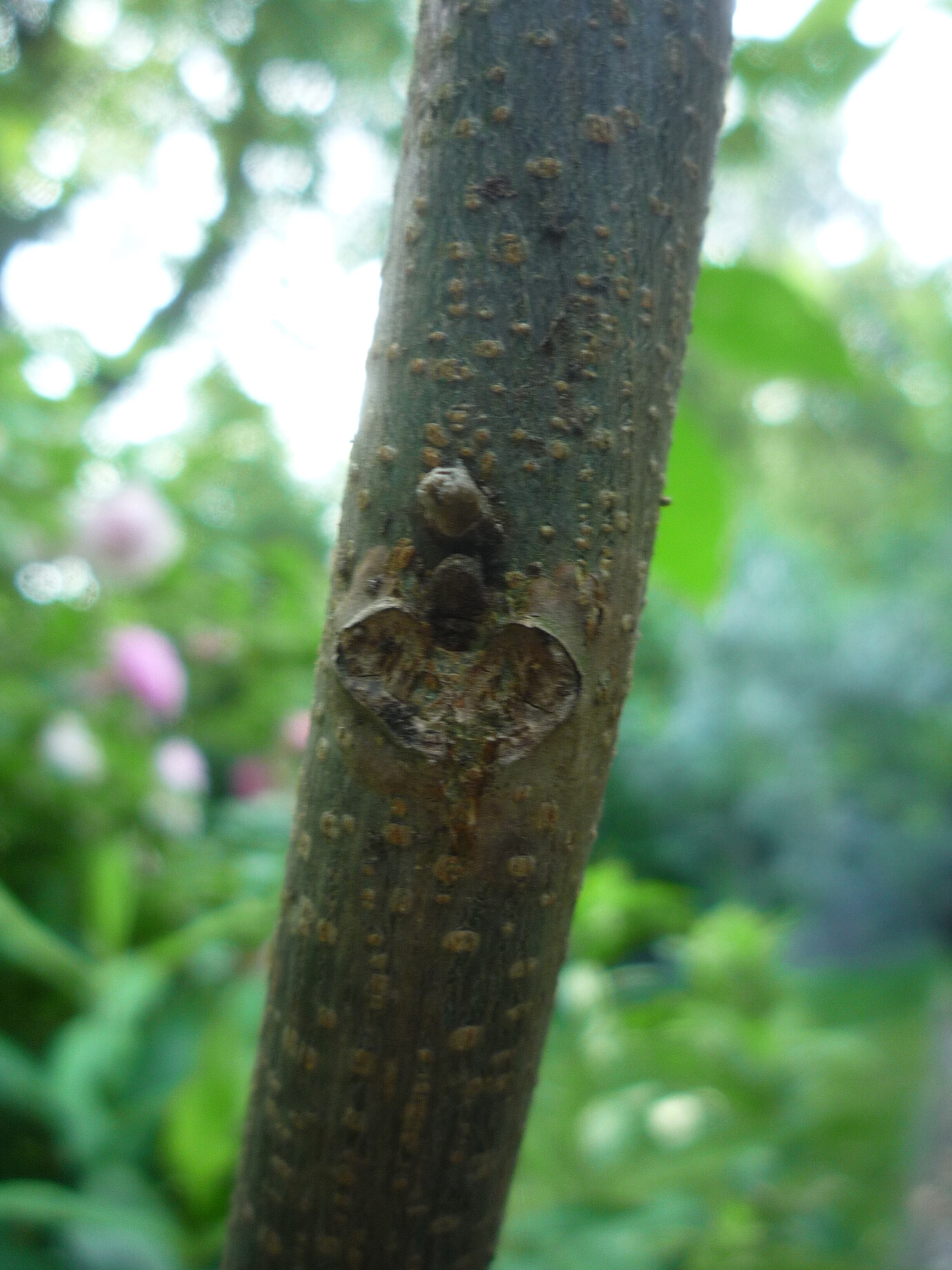 Nut tree identification - General Fruit Growing - Growing Fruit