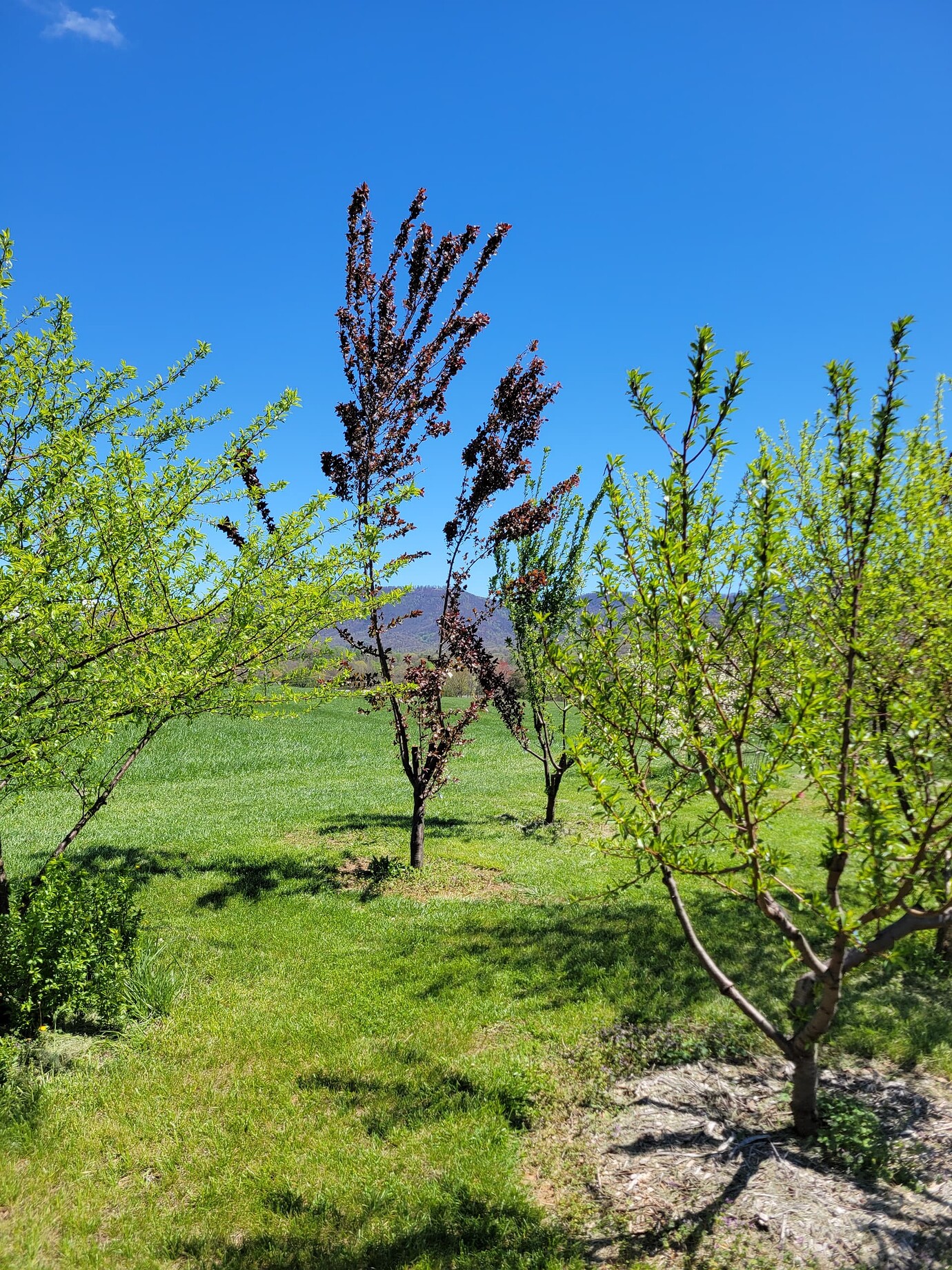 Stone Fruit Tree Structure Reducing Frost Damage - General Fruit ...