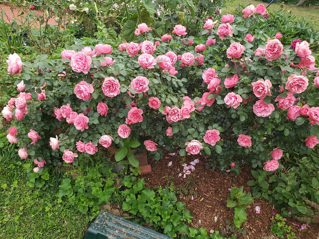 Rose plant disease - General Gardening - Growing Fruit
