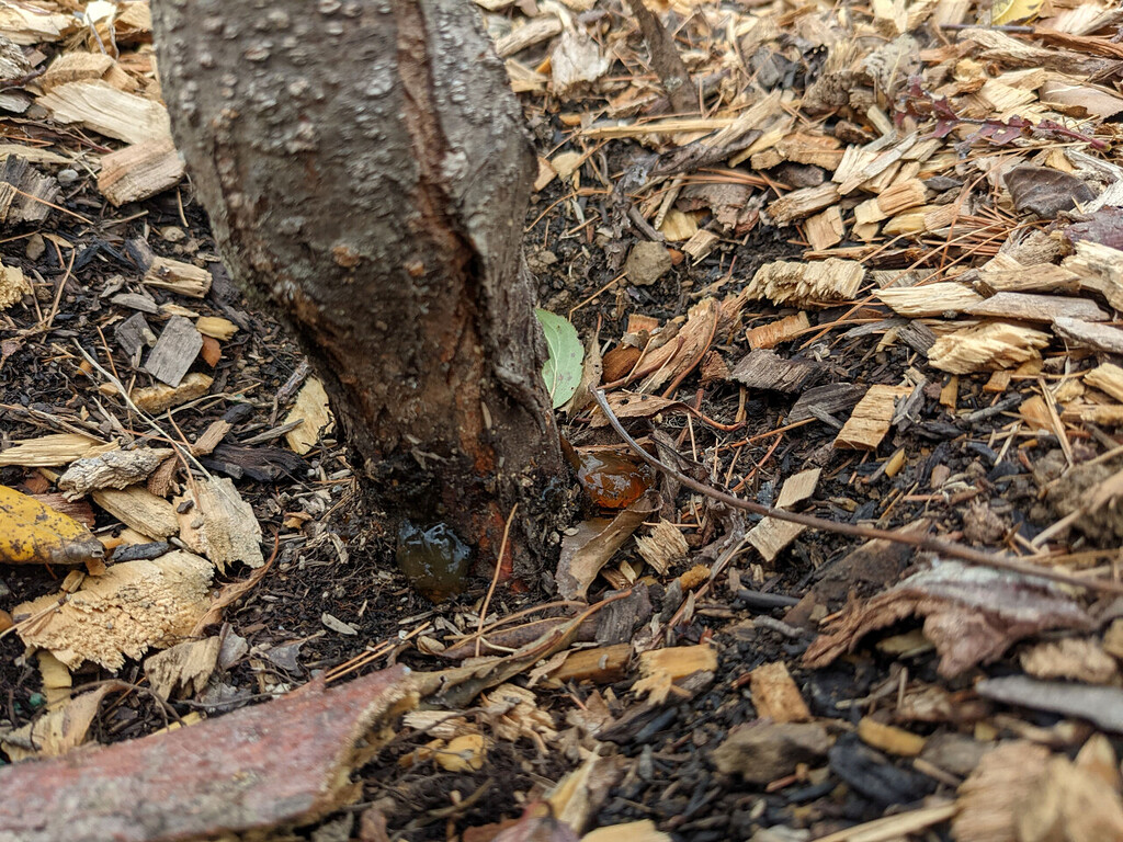 Is this an example of root or crown rot? - General Fruit Growing ...