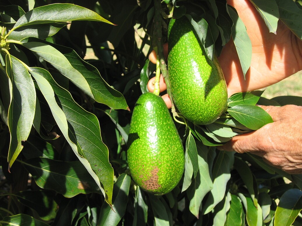 Fuerte avocado tree: male flower dominance as the cause of poor ...