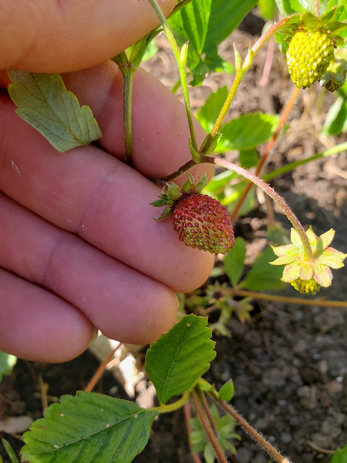 Strawberry Problems - Pictures! - Growing Fruit