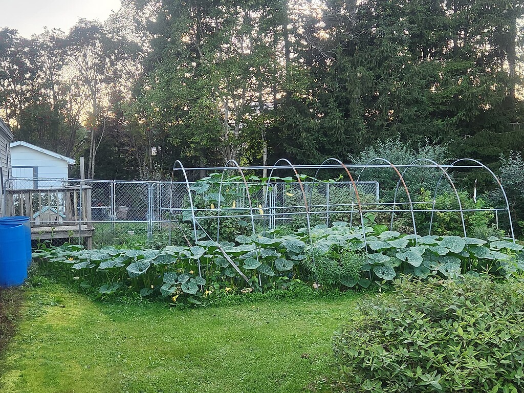 Georgia candy roaster squash - General Gardening - Growing Fruit