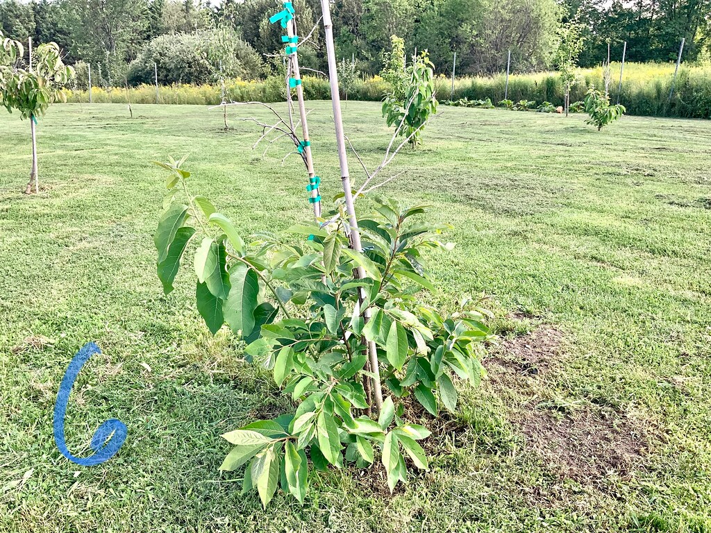 About grafting new scion wood onto persimmon suckers - General Fruit ...