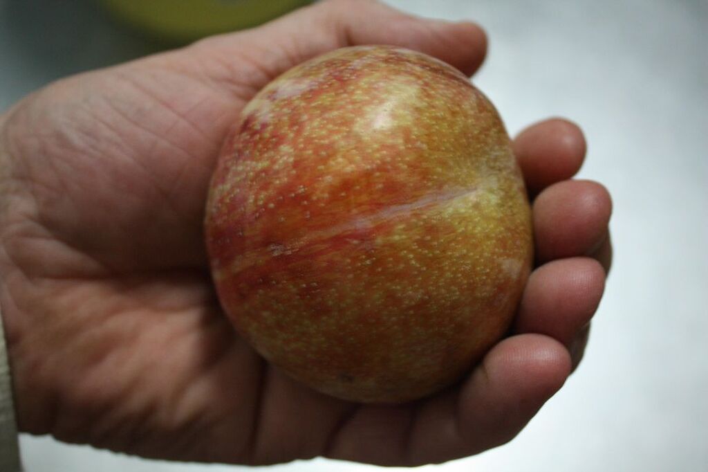 Dapple Dandy Pluot 2021 - General Fruit Growing - Growing Fruit