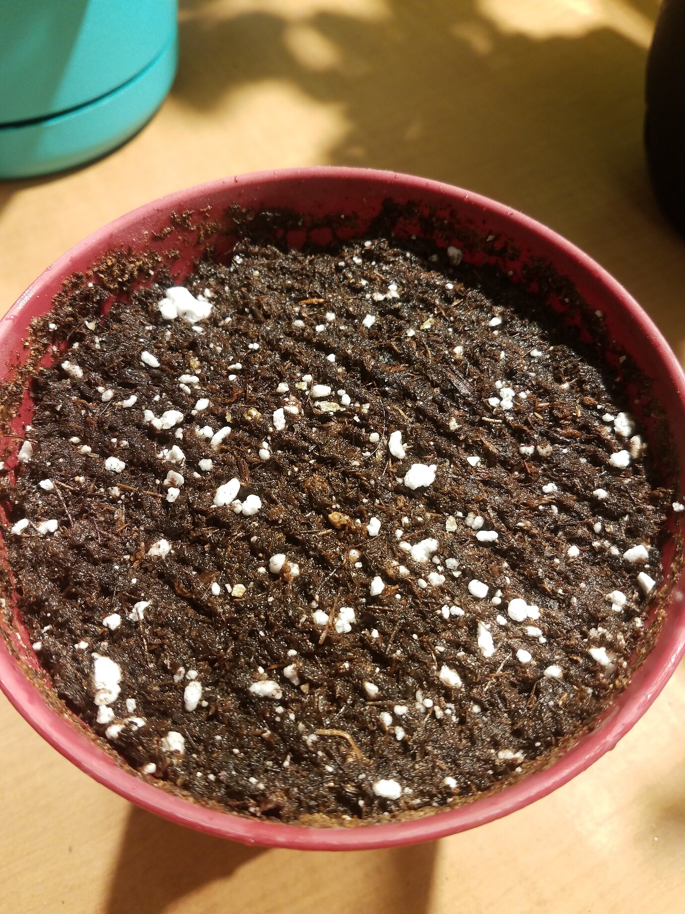 Juneberry from seed - General Fruit Growing - Growing Fruit