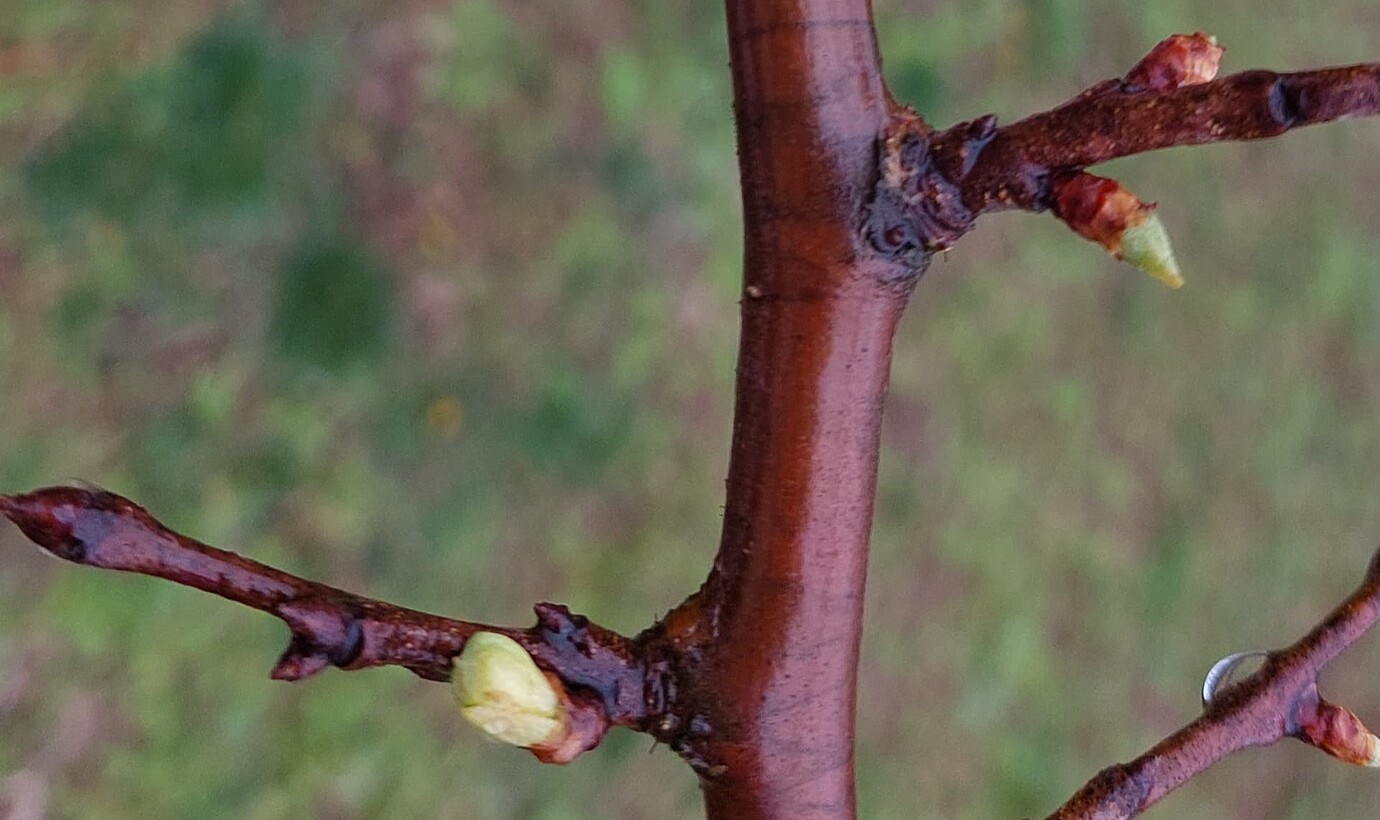 What do fruiting spurs look like on different types of trees? - General ...