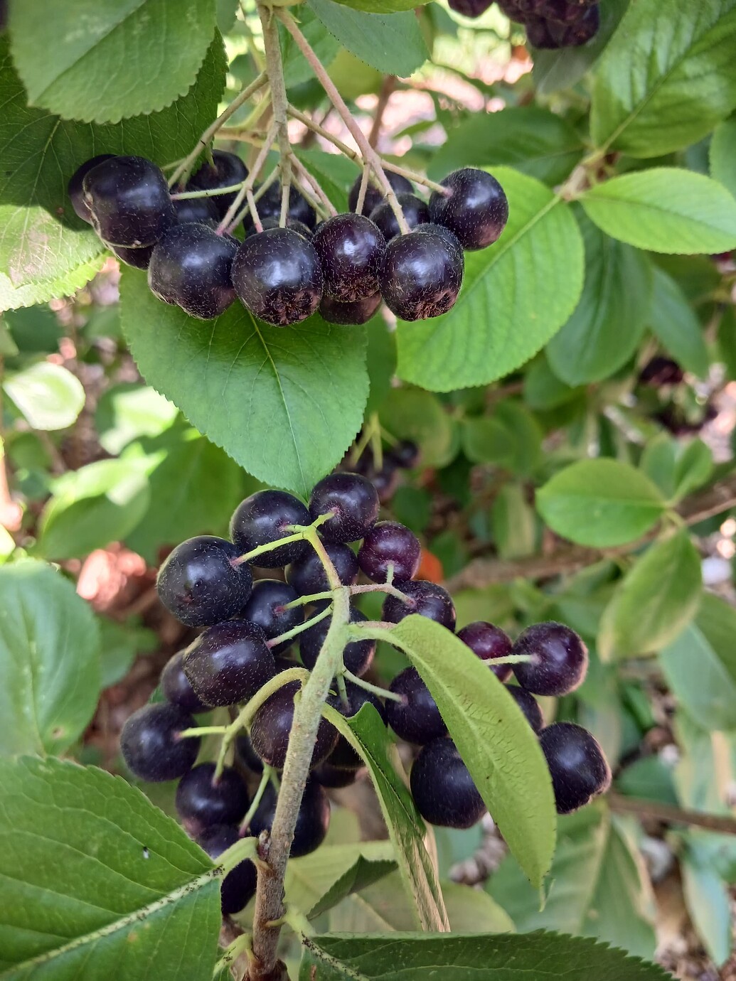 Aronia Hedge - Autumn Magic & Viking - General Fruit Growing - Growing ...