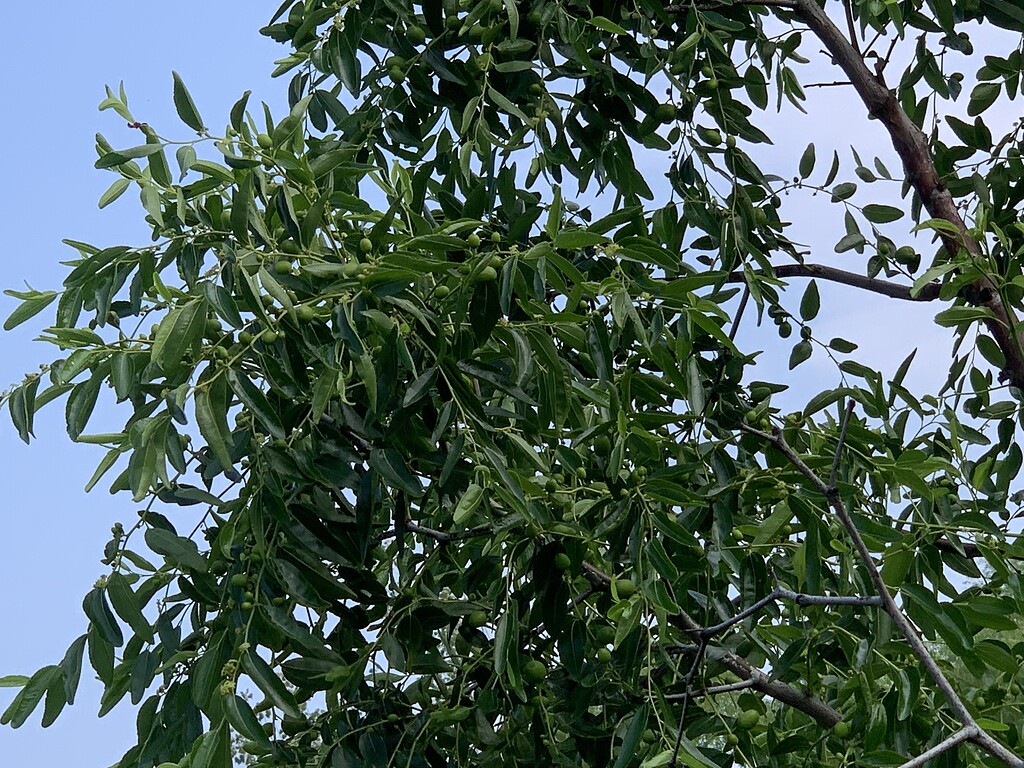 Zhanhua Dongzao set so many fruits naturally first time - General Fruit ...