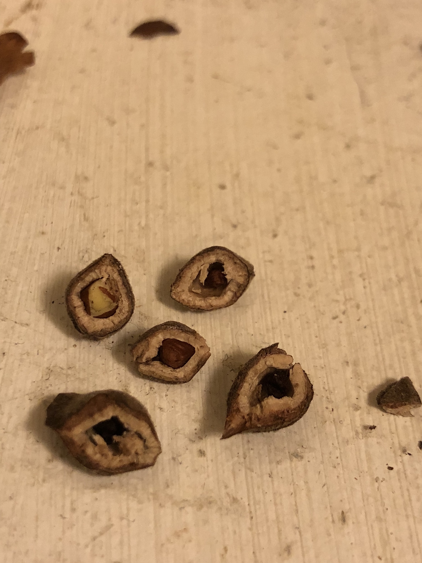 Collected some paperbark maple seed - General Gardening - Growing Fruit