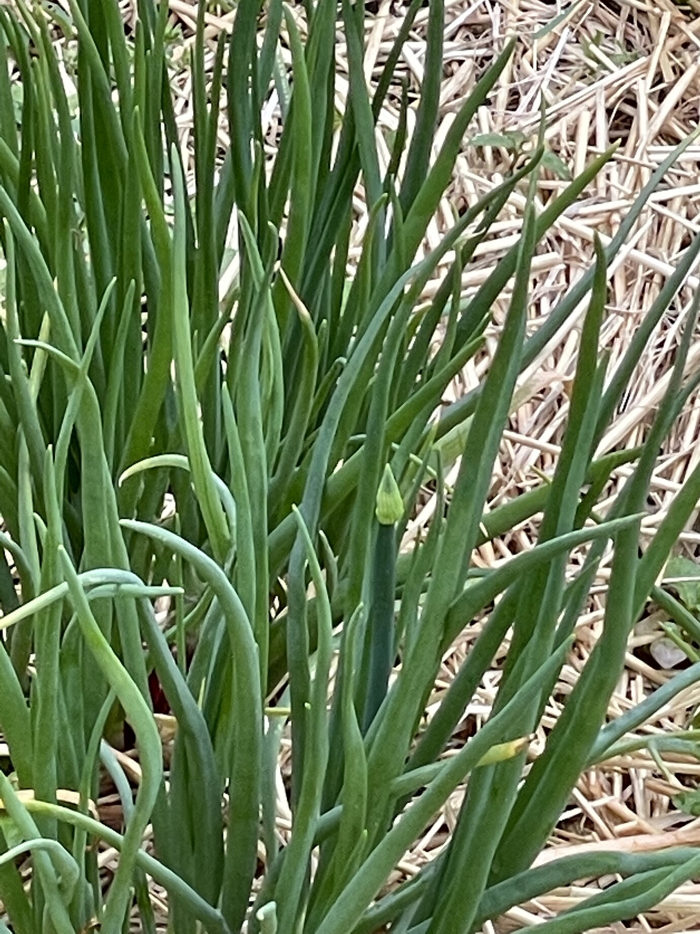 Bolted shallots - General Gardening - Growing Fruit