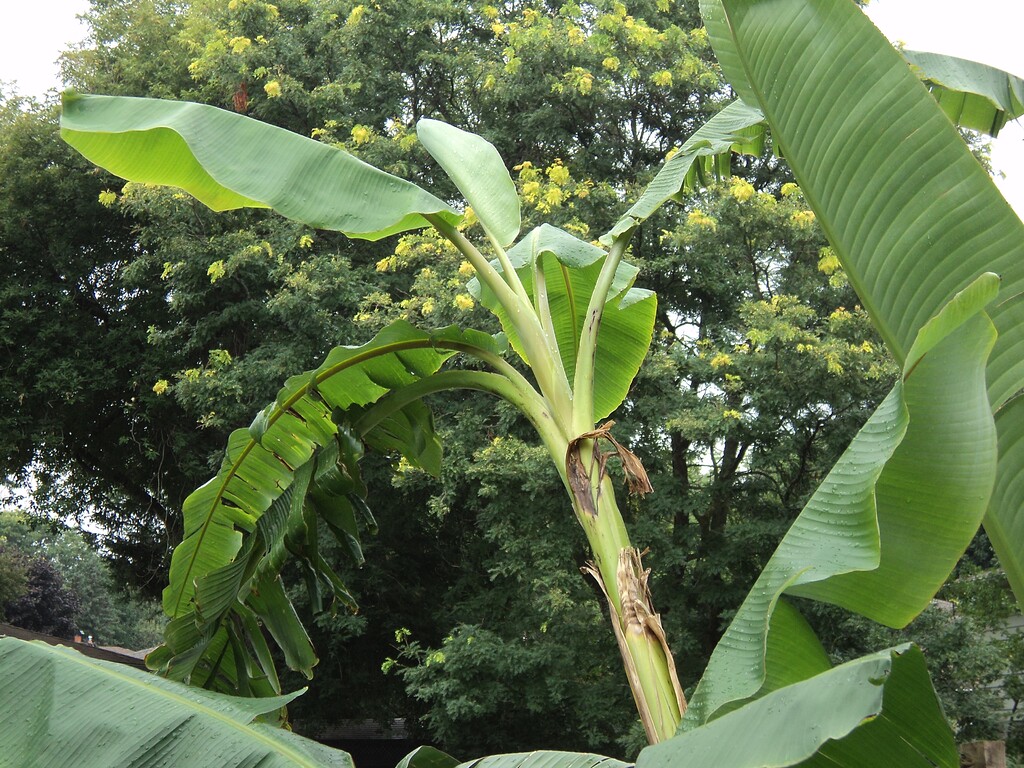 Banana flag leaf in Canada! - Pictures! - Growing Fruit