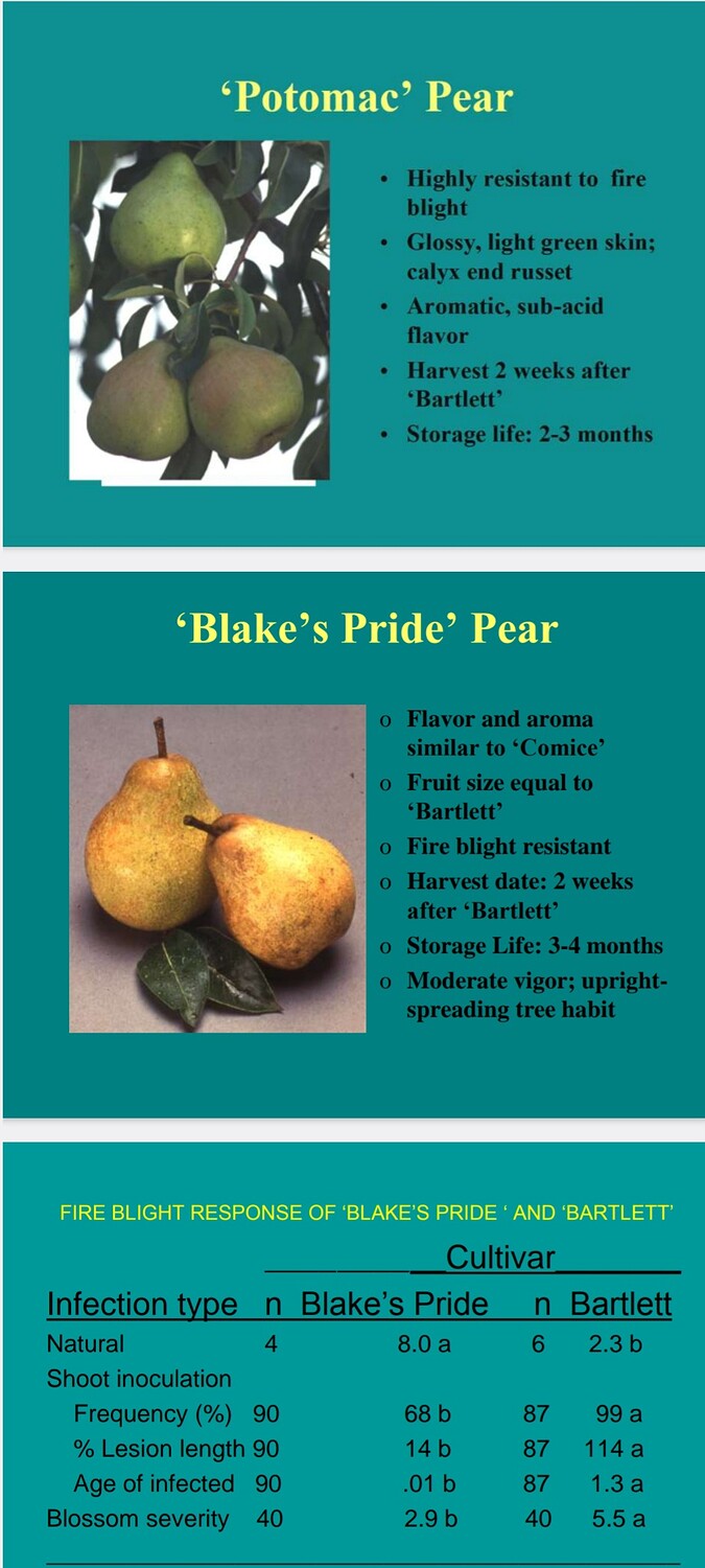 Bell Pear aka US84909-391 - General Fruit Growing - Growing Fruit