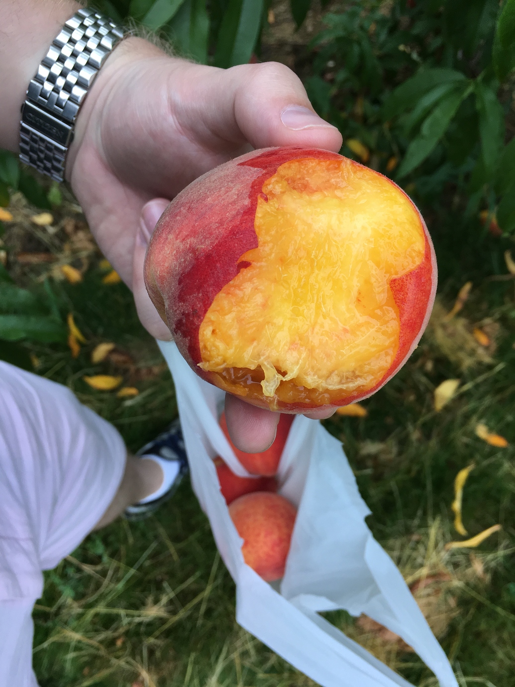 Early peaches, cont - General Fruit Growing - Growing Fruit