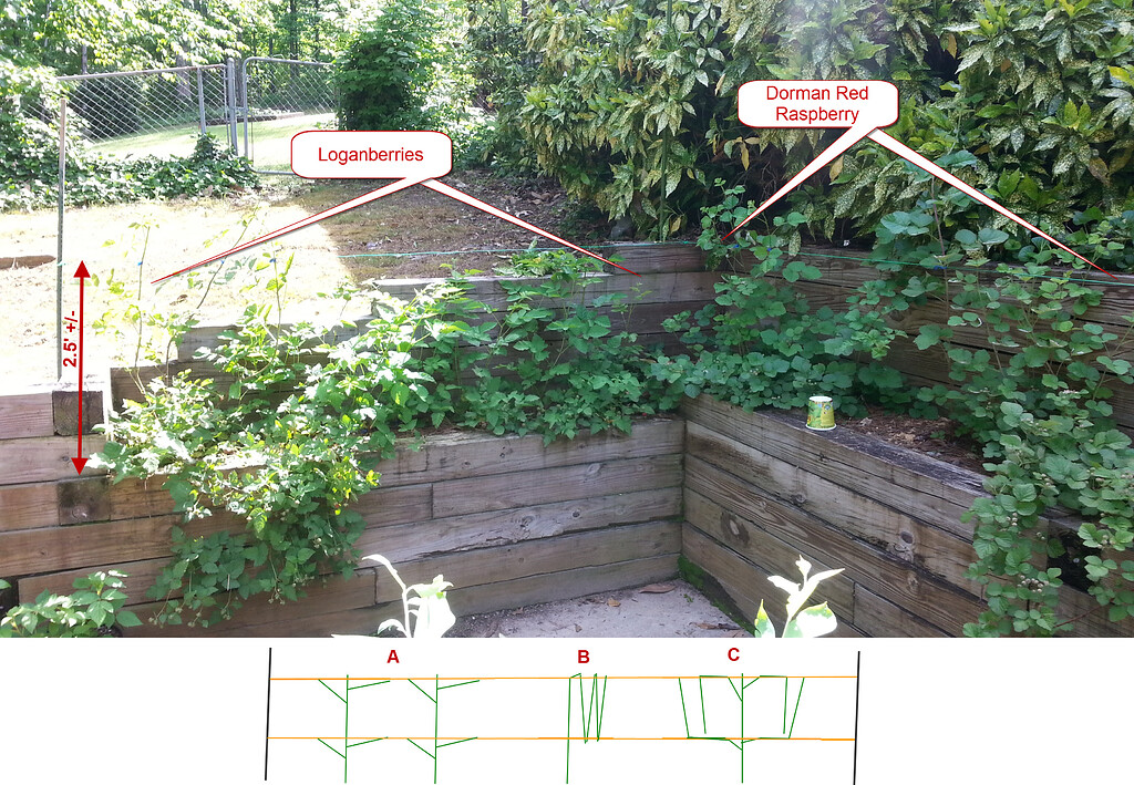 Loganberry and Dorman Red Raspberry info - General Fruit Growing ...