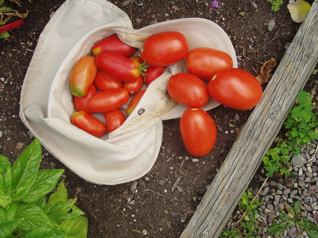 Paste tomatoes (pictures) - General Gardening - Growing Fruit