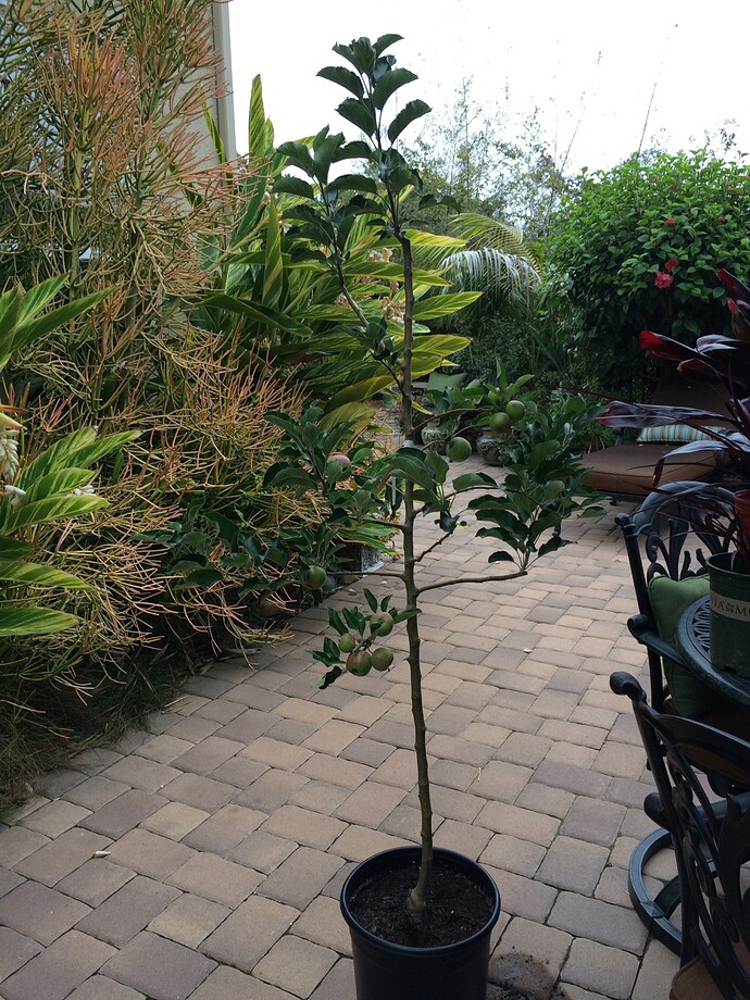 Sundowner Apple - General Fruit Growing - Growing Fruit