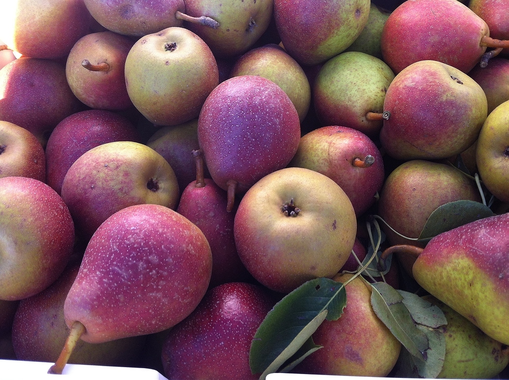 Ayers pear! - General Fruit Growing - Growing Fruit