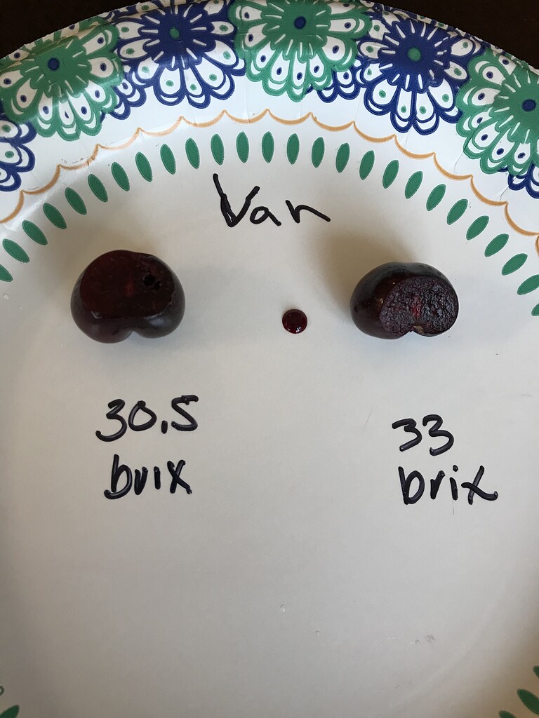 30 plus brix cherries! - General Fruit Growing - Growing Fruit