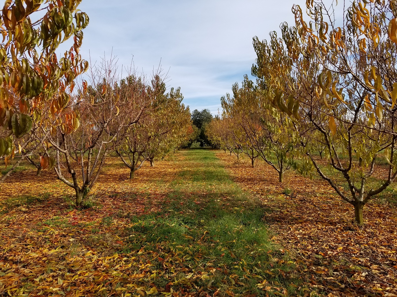 Perpendicular V peach tree pruning - Pictures! - Growing Fruit