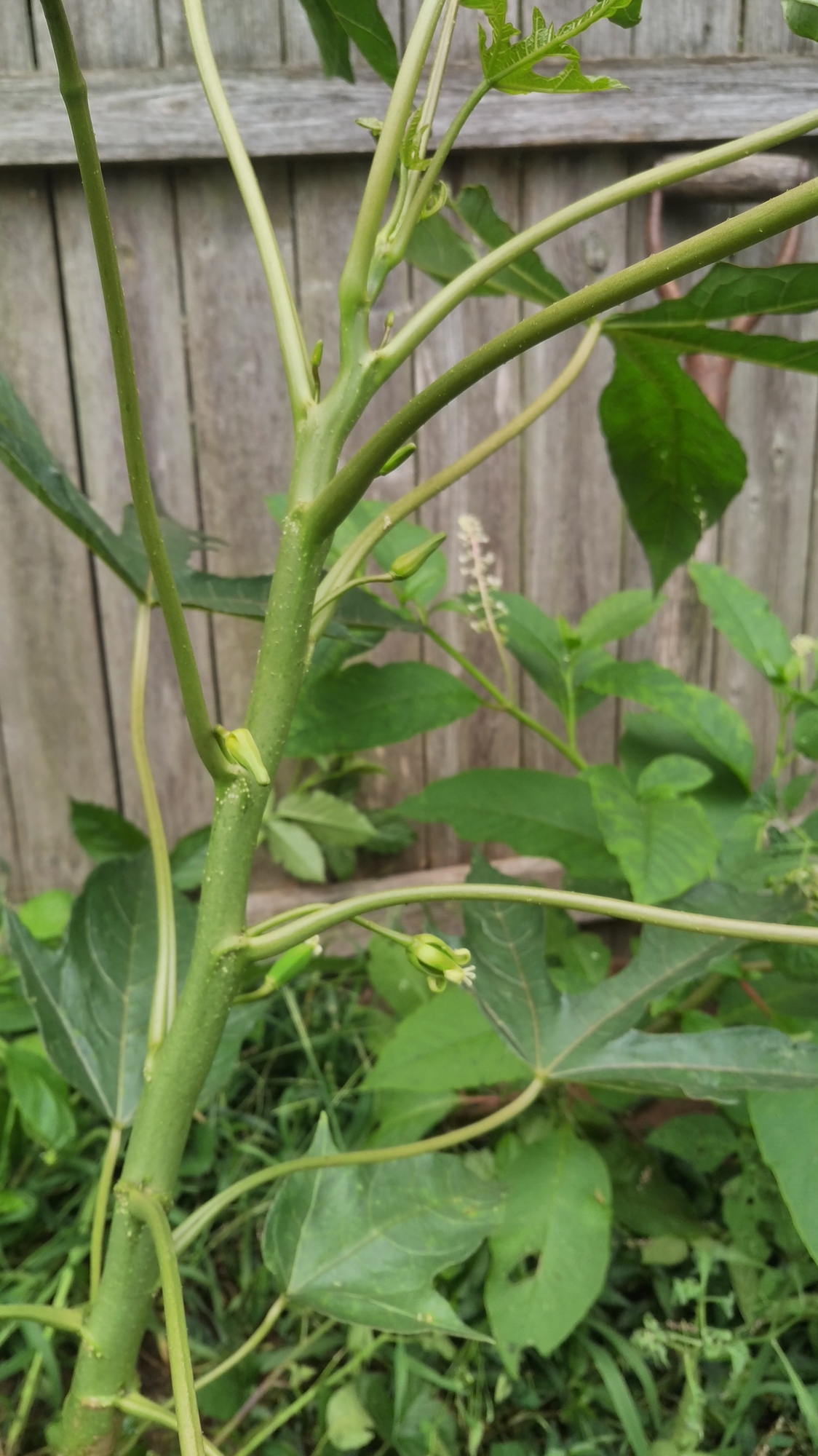 Babaco (Vasconcellea × heilbornii; syn. Carica pentagona) - Pictures ...