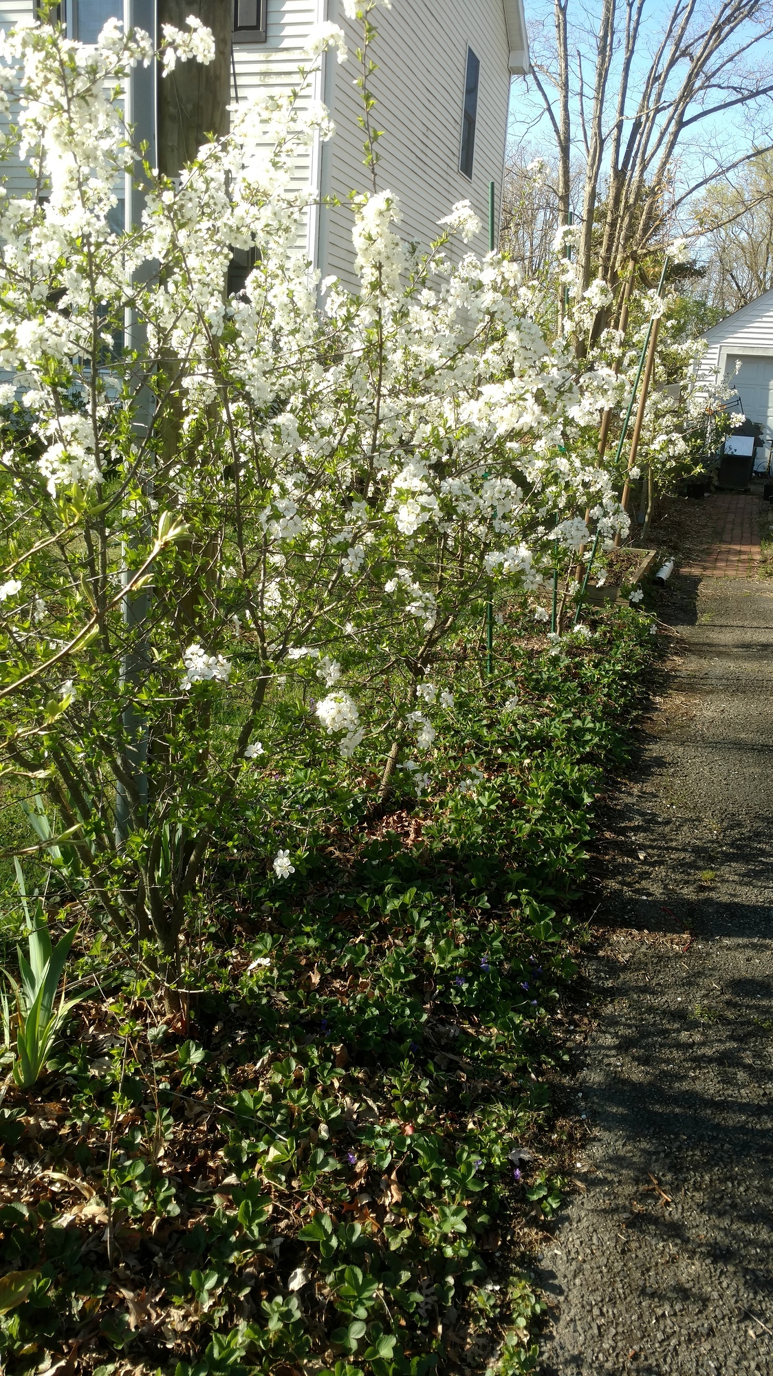 Planting strawberries around base of fruit tree? - General Fruit ...
