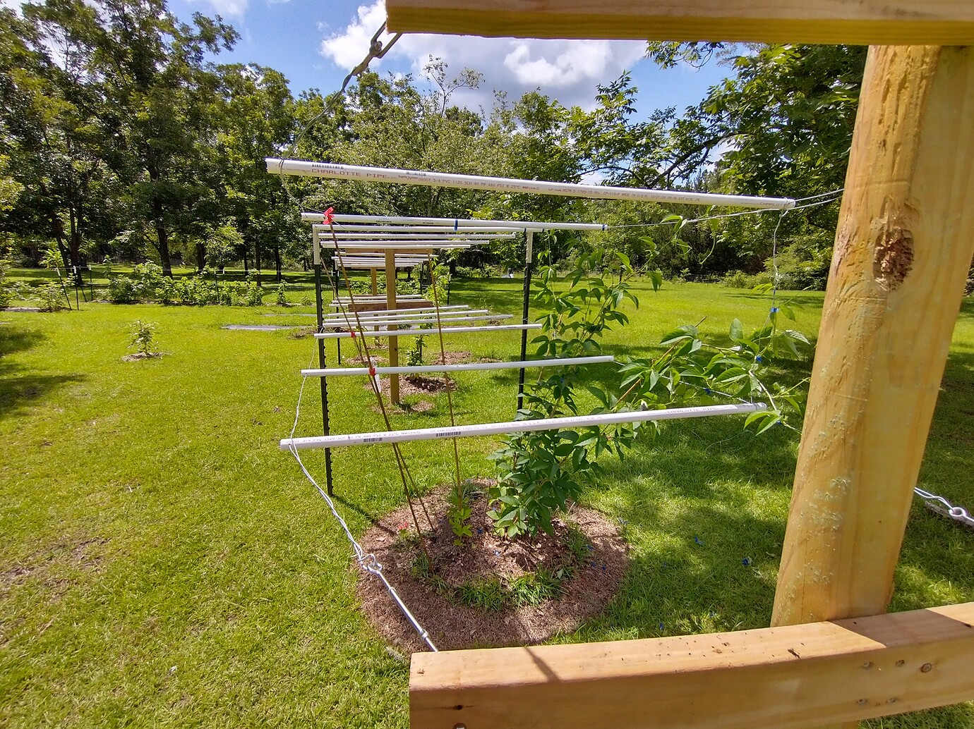 Controlling Maypop growth - General Fruit Growing - Growing Fruit