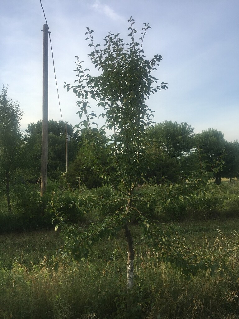 This seedling pear rootstock check out that growth pattern - General ...