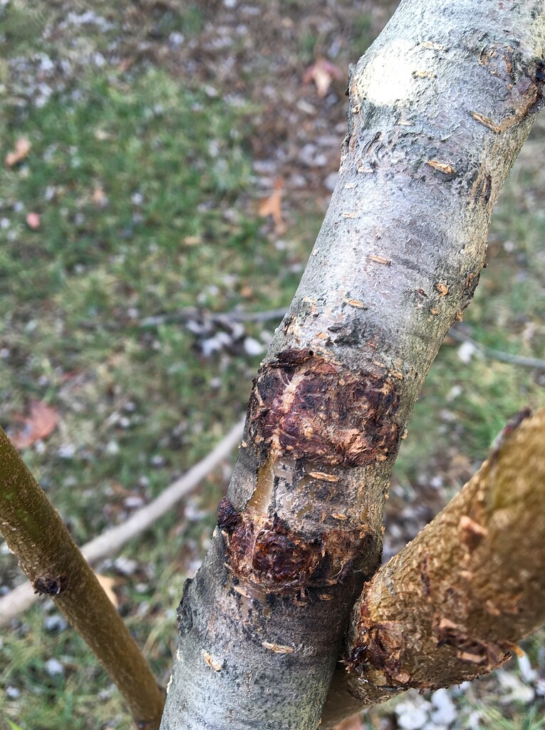 Canker surgery - General Fruit Growing - Growing Fruit