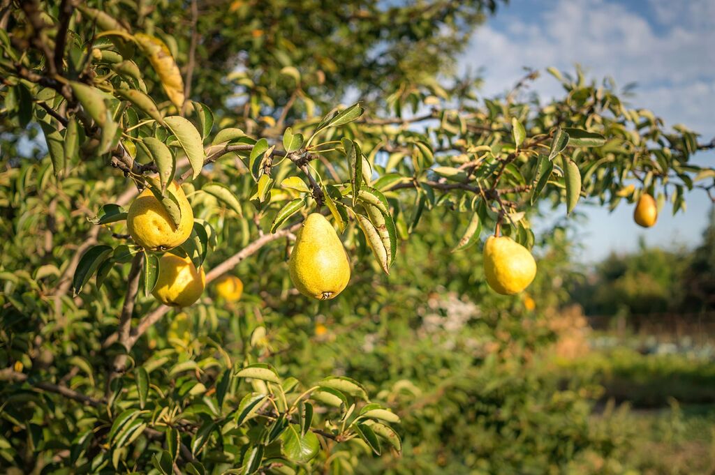 Chimera pear fruit - General Fruit Growing - Growing Fruit
