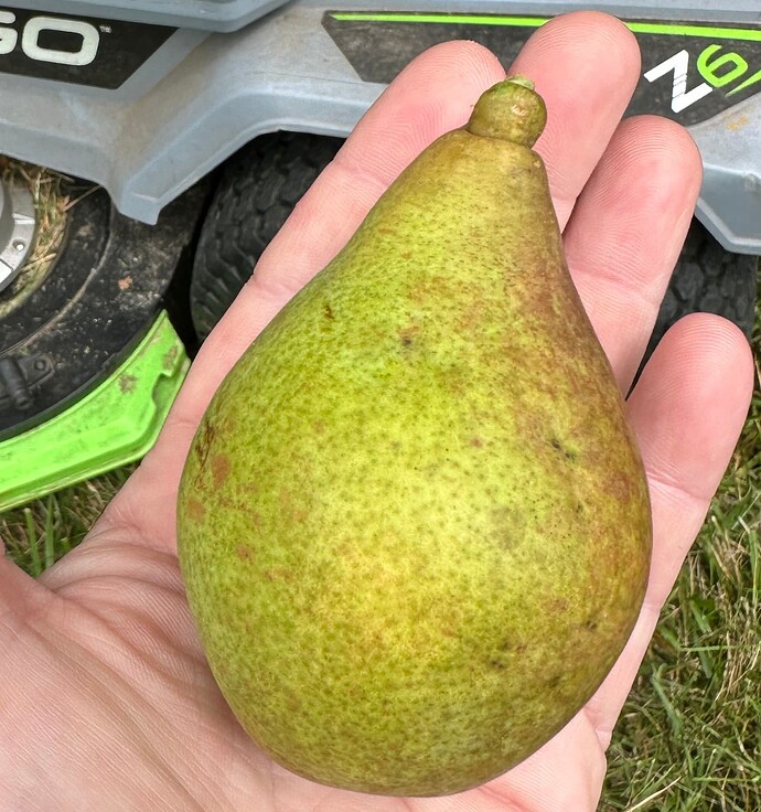 Pear, Pear rootstock ID, and what and how to graft? - General Fruit ...