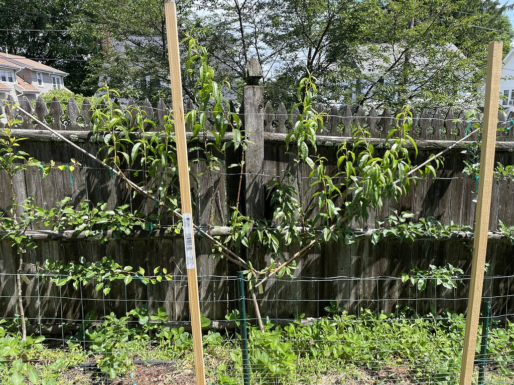 How should I prune my peach espalier? - General Fruit Growing - Growing ...