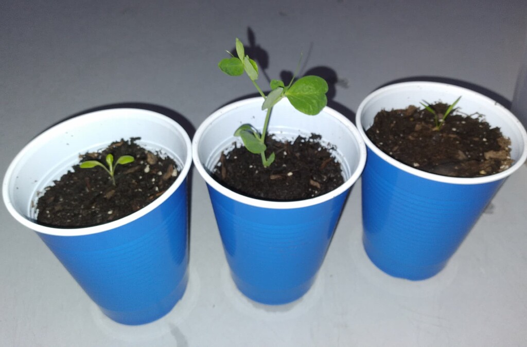 Pea seedling - General Gardening - Growing Fruit