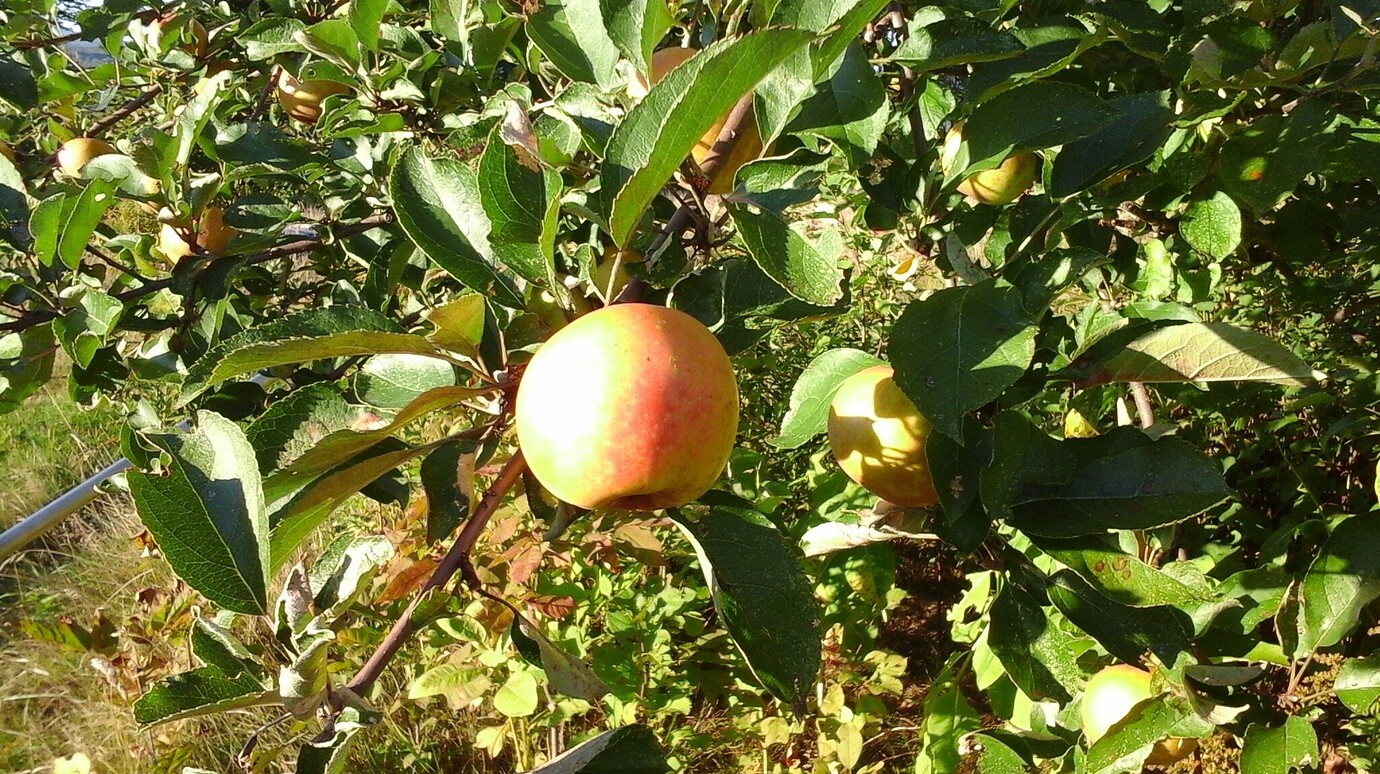 Roxbury Russet apple - General Fruit Growing - Growing Fruit