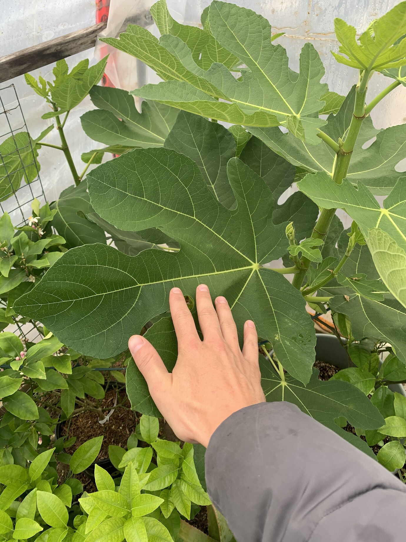 Yellow Long Neck fig - Pictures! - Growing Fruit