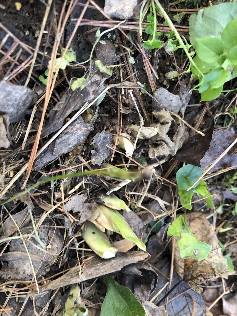 Daffodils emerging - General Gardening - Growing Fruit