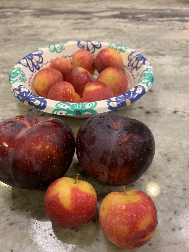 Pluerries - Pictures! - Growing Fruit