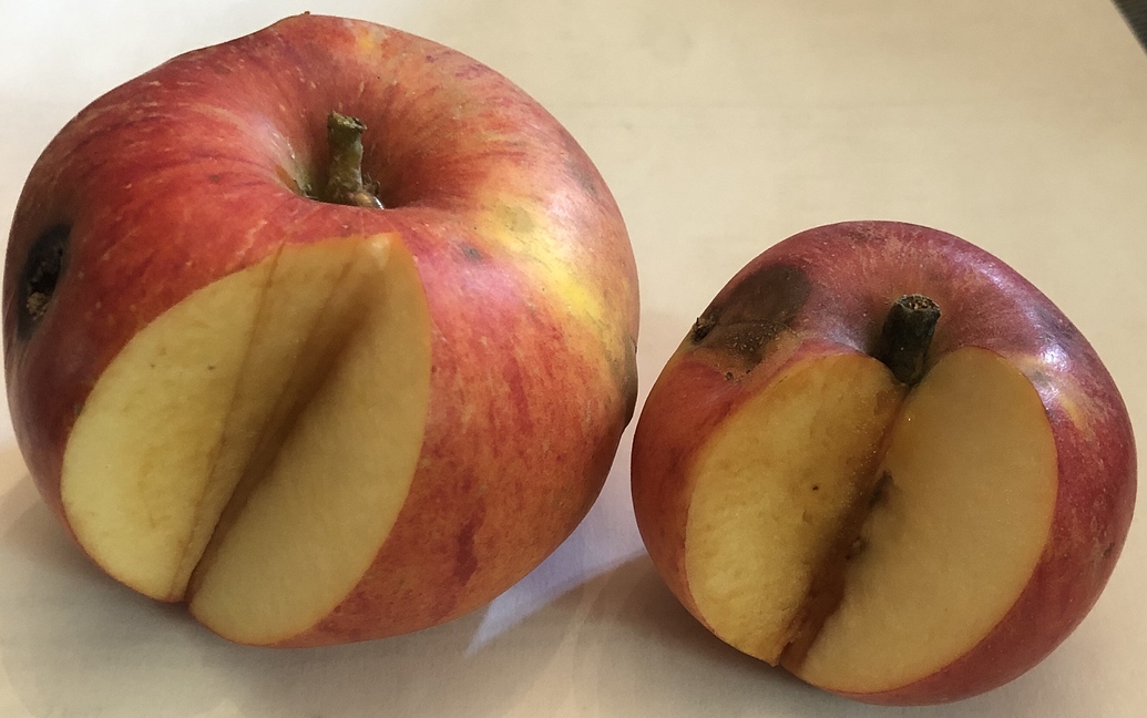 King of the Pippins - General Fruit Growing - Growing Fruit