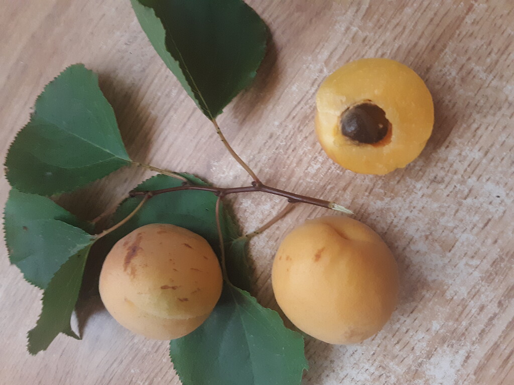 Summer Delight Aprium - General Fruit Growing - Growing Fruit