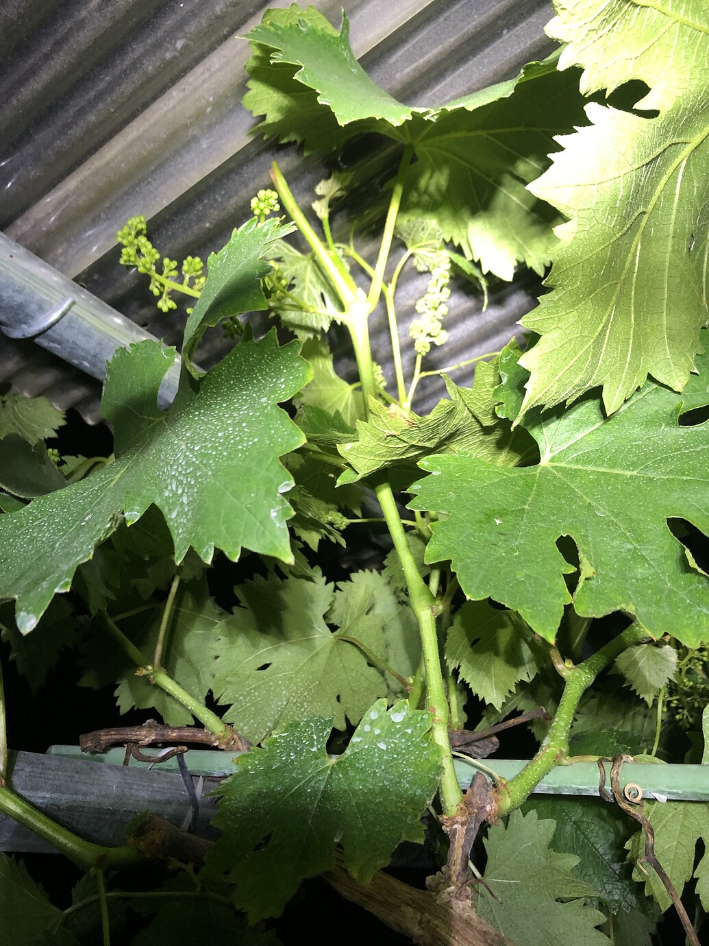 How long does a grape shoot have to be to support fruit? - General ...