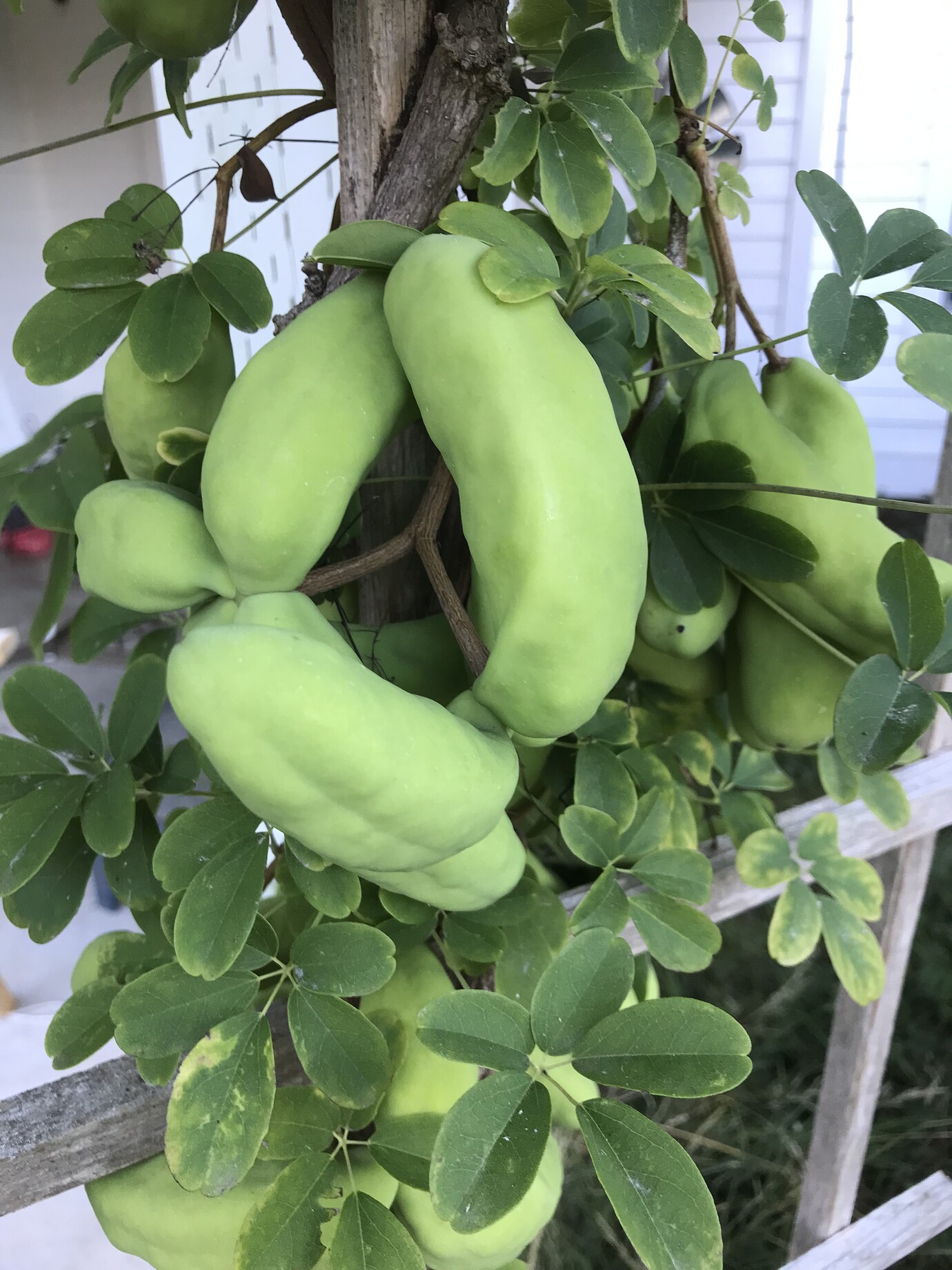 Sweet Treat Pluerry in Maritime Pacific Northwest - General Fruit ...