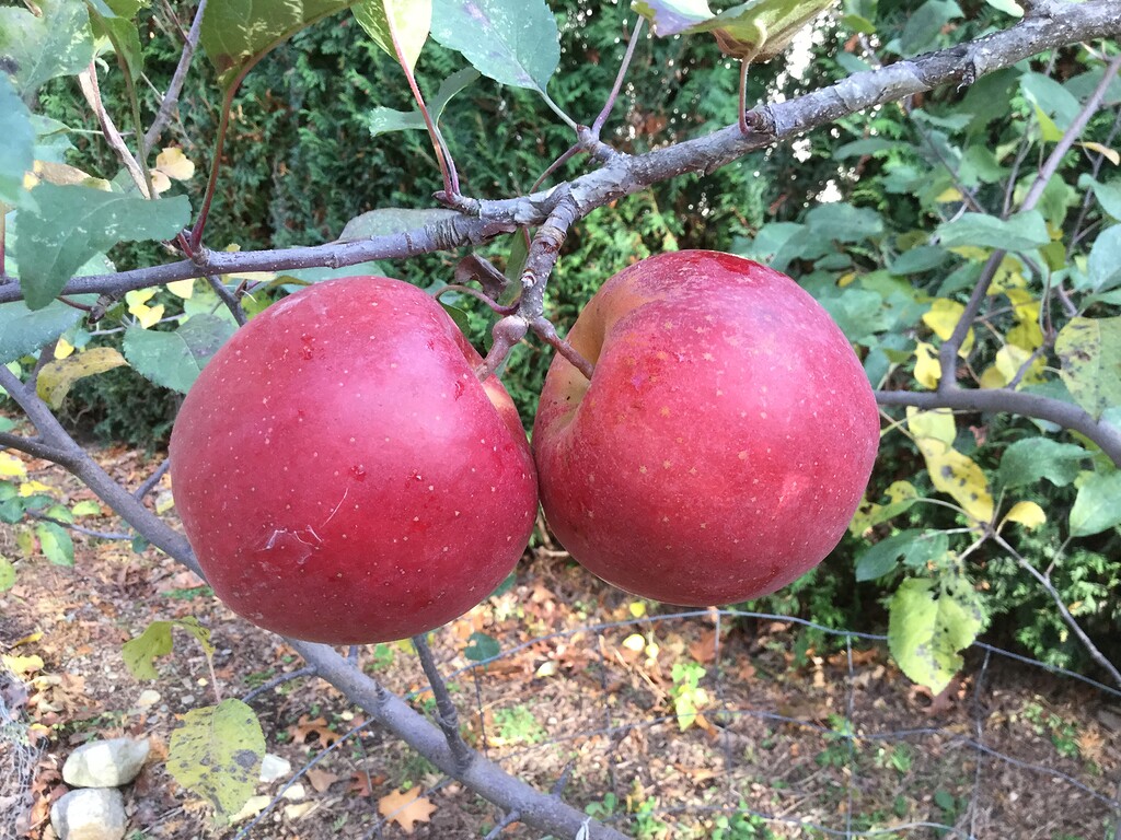 Splendour apples, when do they ripen in zone 6 - General Fruit Growing ...