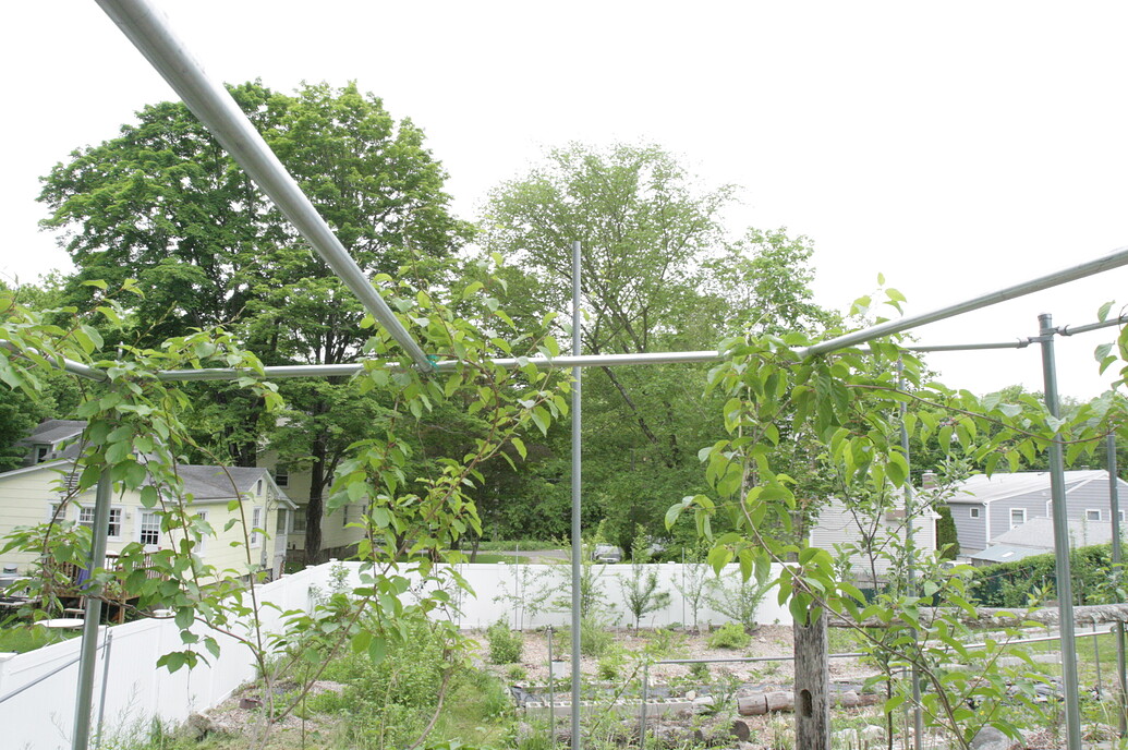 Kiwi Trellis/Arbor - General Fruit Growing - Growing Fruit