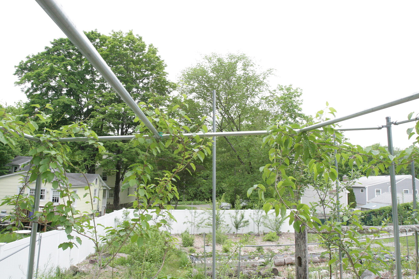 Kiwi Trellis/Arbor - General Fruit Growing - Growing Fruit