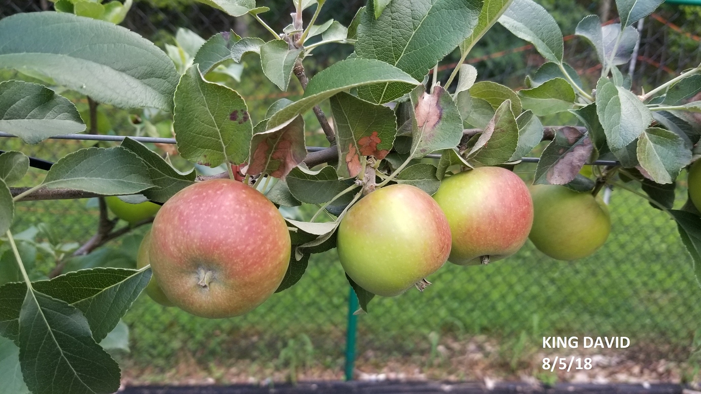 TIME LAPSE - KING DAVID APPLE - Z5b NY - General Fruit Growing ...